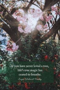 Tree Quotes & Forest Quotes that Branch to Your Soul | Momsoulsoothers