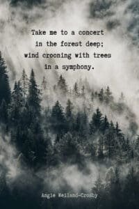 Tree Quotes & Forest Quotes that Branch to Your Soul | Momsoulsoothers